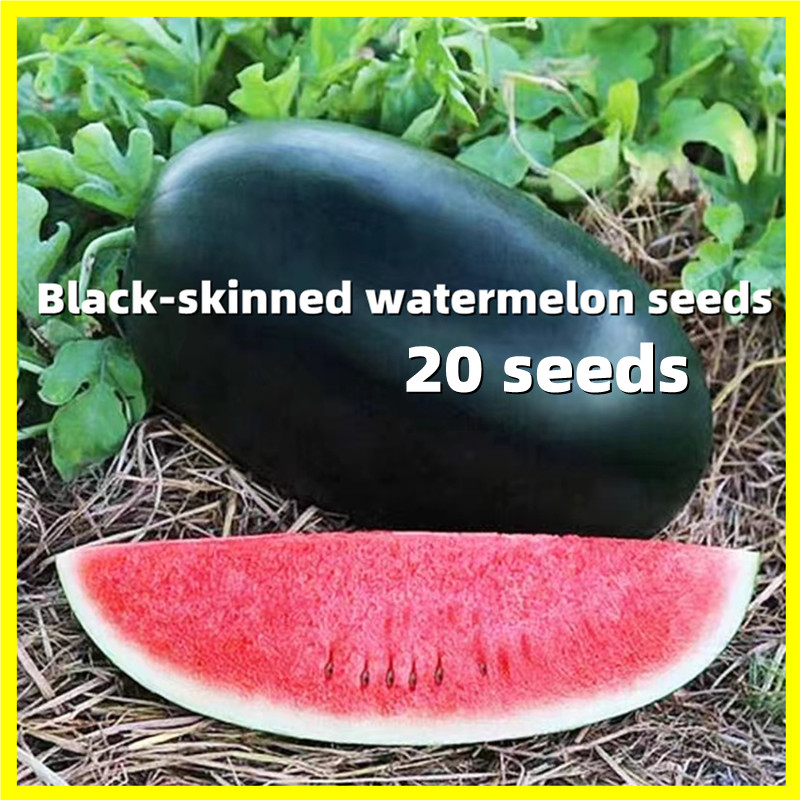 Black Diamond Watermelon Seeds เมล็ดพันธุ์แตงโม หวานมาก - อัตรางอกสูง ...