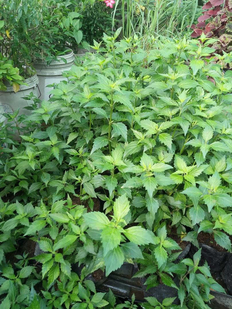 Taheebo Herbal Plant (Live Plants) with FREE garden soil. - Outdoor ...