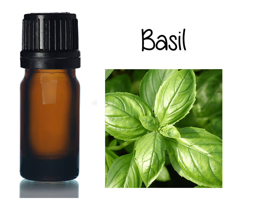 Pure Basil essential oil 5ml | Lazada PH