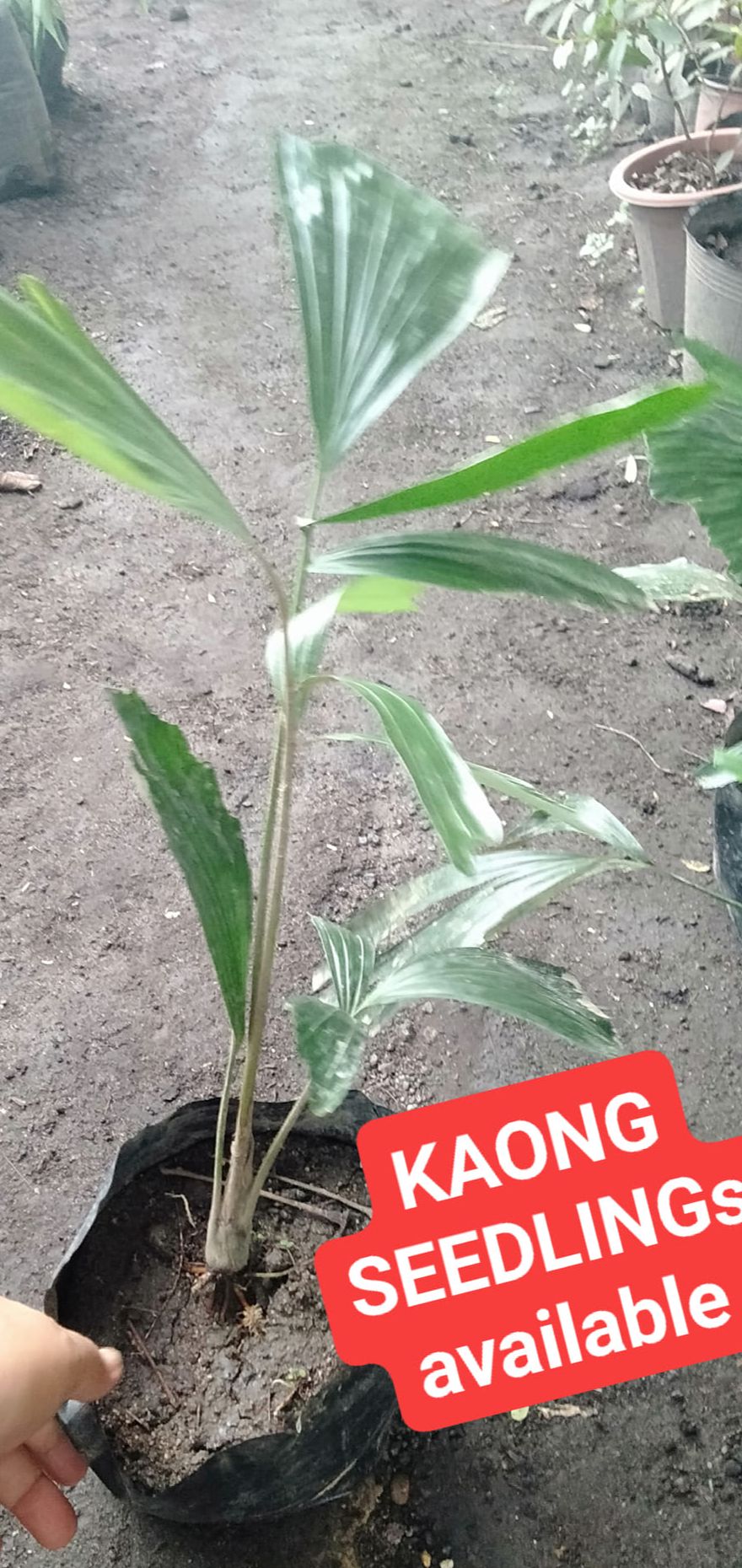 kaong seedlings | Lazada PH