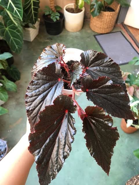 Begonia Arabian Sunset (Lush) with FREE plastic pot, pebbles and soil ...