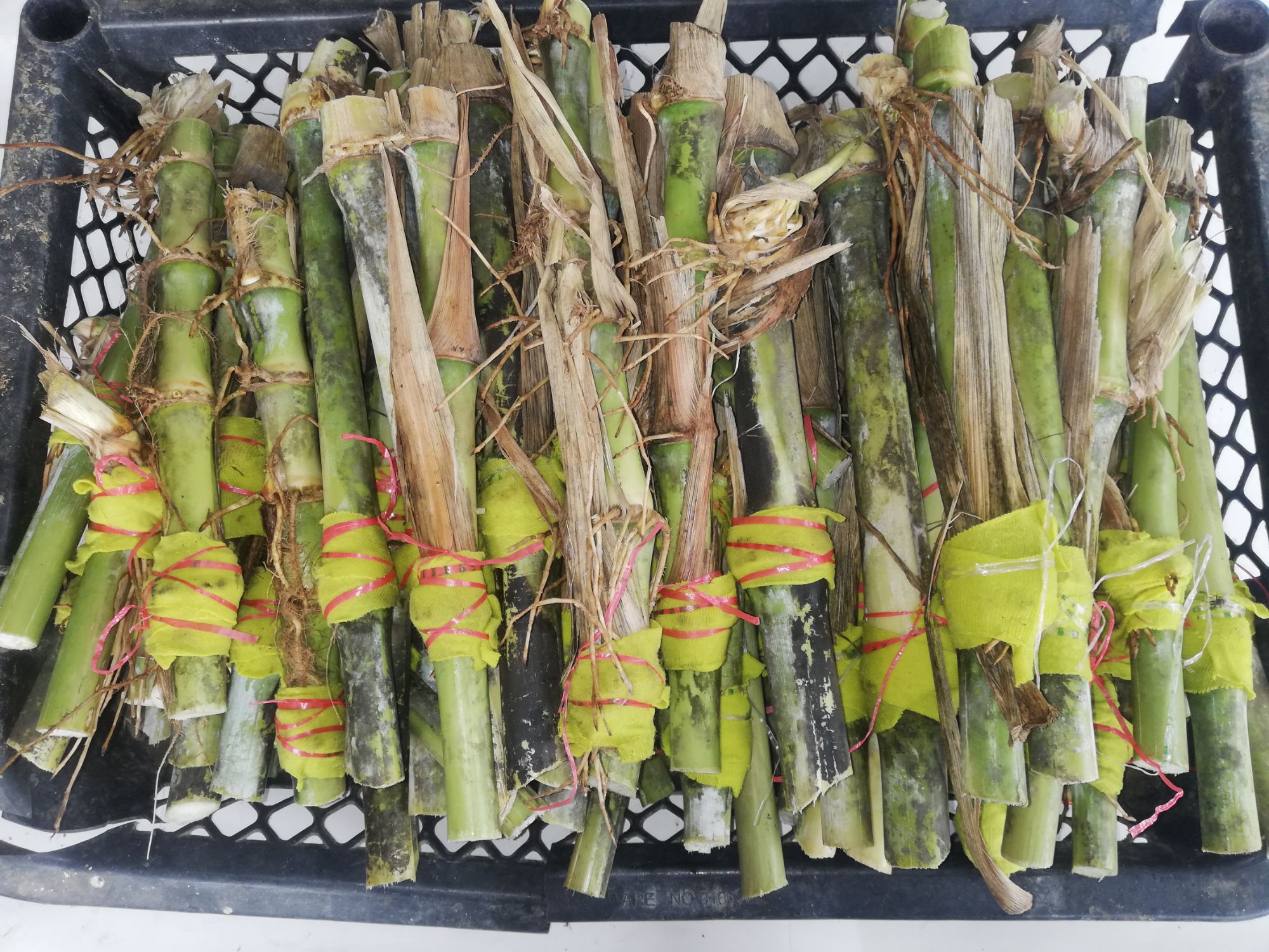 SUPER NAPIER GRASS / PACHONG HAY GRASS / CUTTINGS/READY FOR PLANTING ...