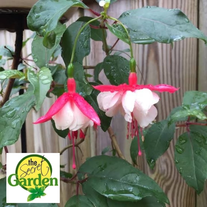 Fuchsia 'Angel Earrings Double Red" Plant with FREE plastic pot, and ...