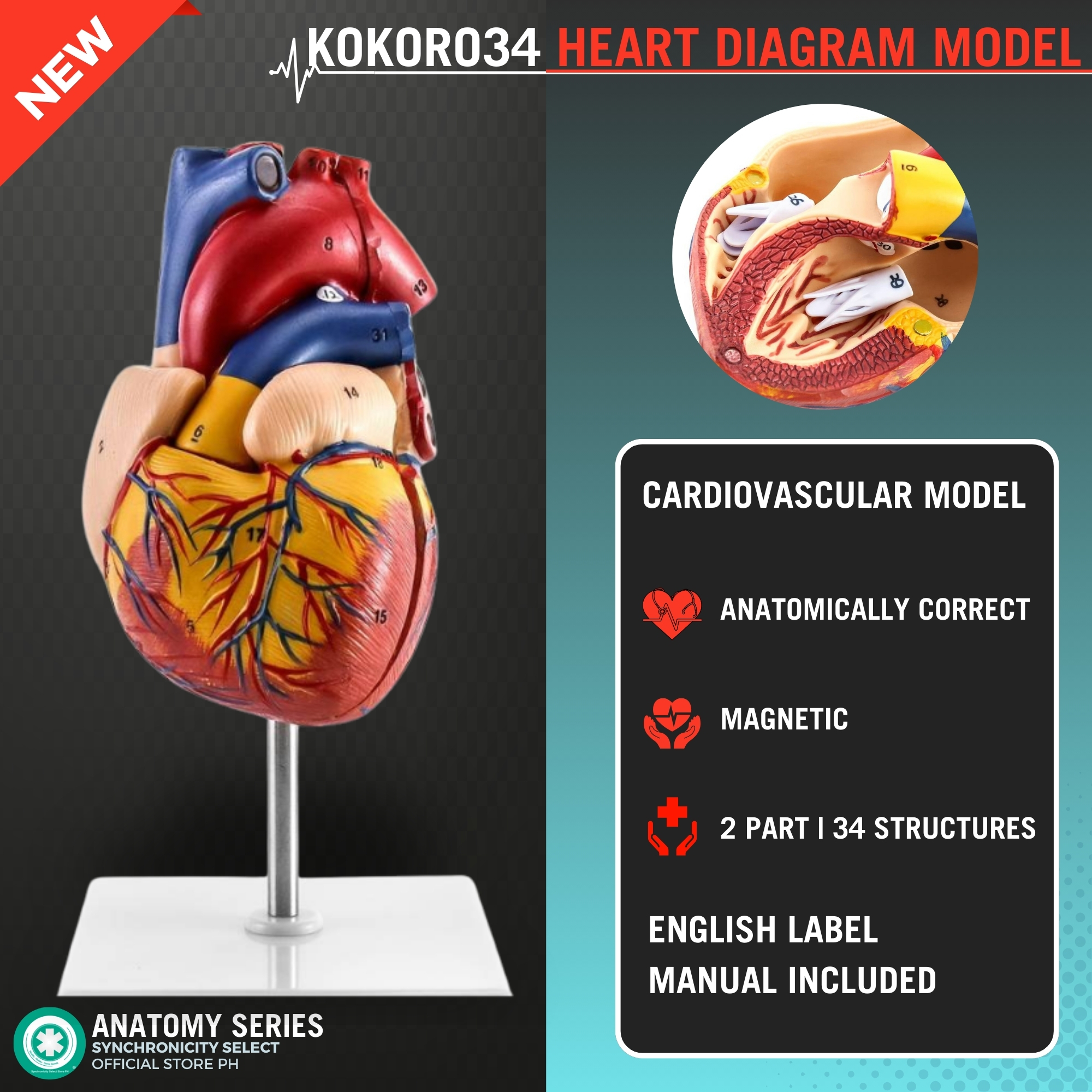 KOKORO34 HEART DIAGRAM MODEL - 1:1 Human Heart Anatomy - Anatomically ...