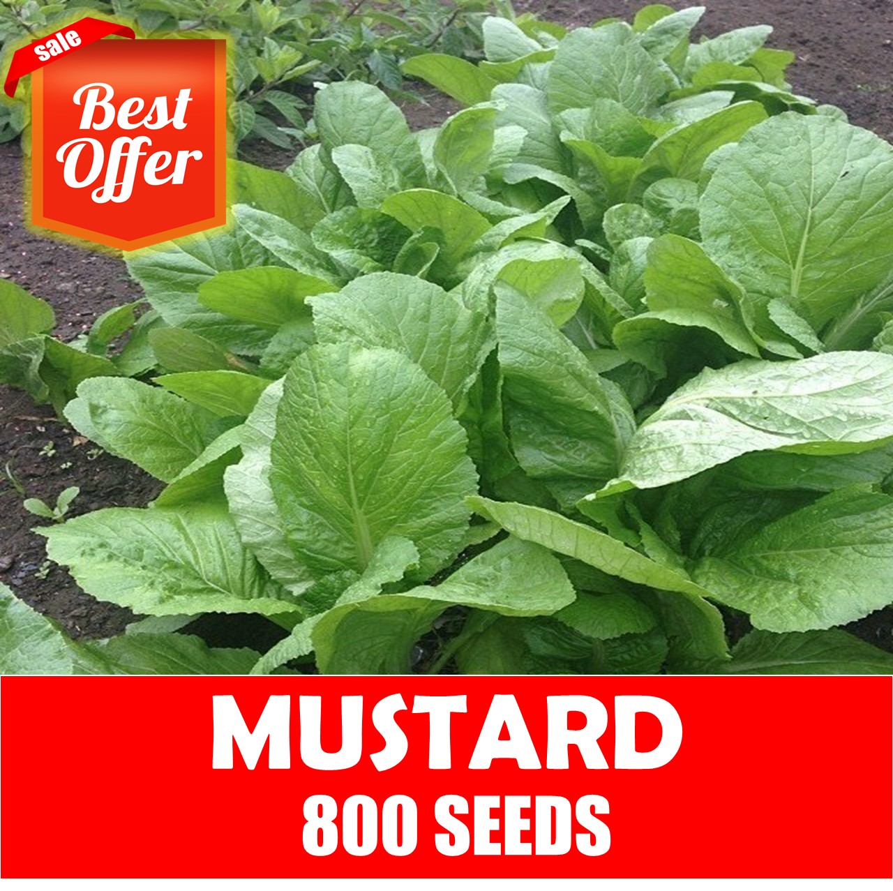 Mustard Seeds - Mustasa | Lazada PH