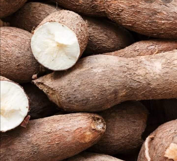 cassava / kamoteng kahoy 2 kgs | Lazada PH