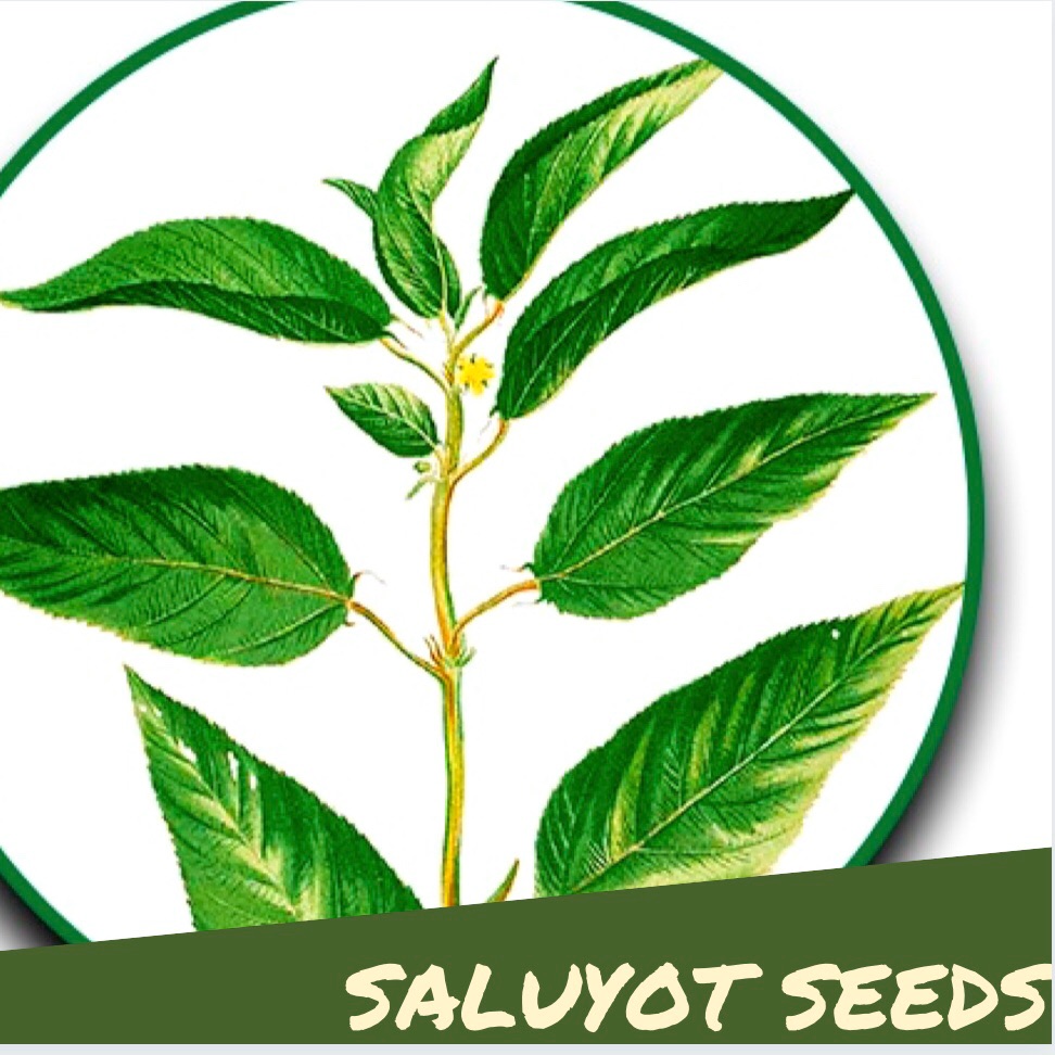 Saluyot 15 Seeds Outdoor Garden Plant | Lazada PH