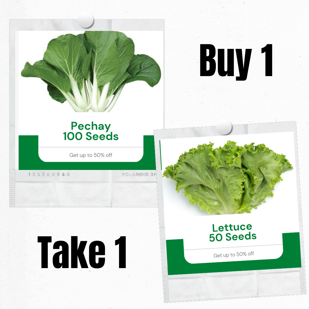 Buy 1 Pechay 100 Seeds Take Lettuce 50 Seeds Vegetable Binhi Pantanim ...