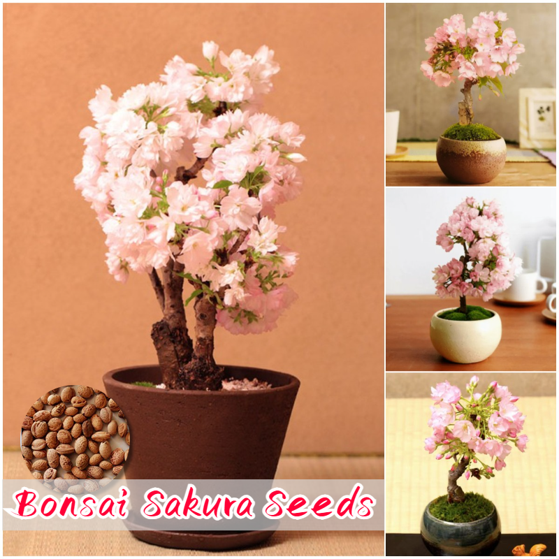 [100% Original Seed] Japanese Sakura Seeds Flower Seeds for Planting ...