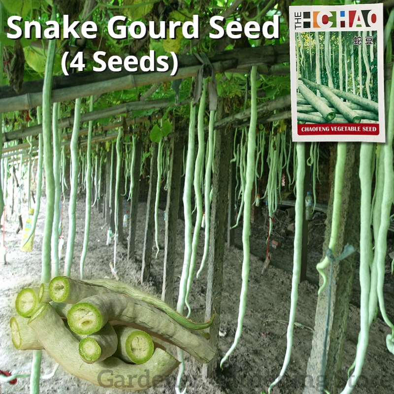 Rare Snake Gourd Bean Seeds (4 Seeds) Chinese Snake Gourd Seeds Python ...