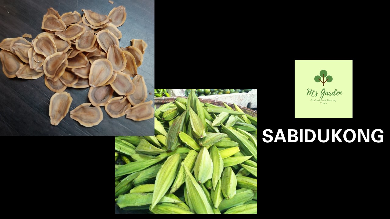 Sabidukong Seeds | Lazada PH