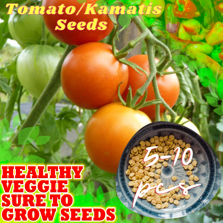 Tomato/Kamatis Seeds (Hybrid) 1pack - 5-10pcs seeds small pots of damp ...