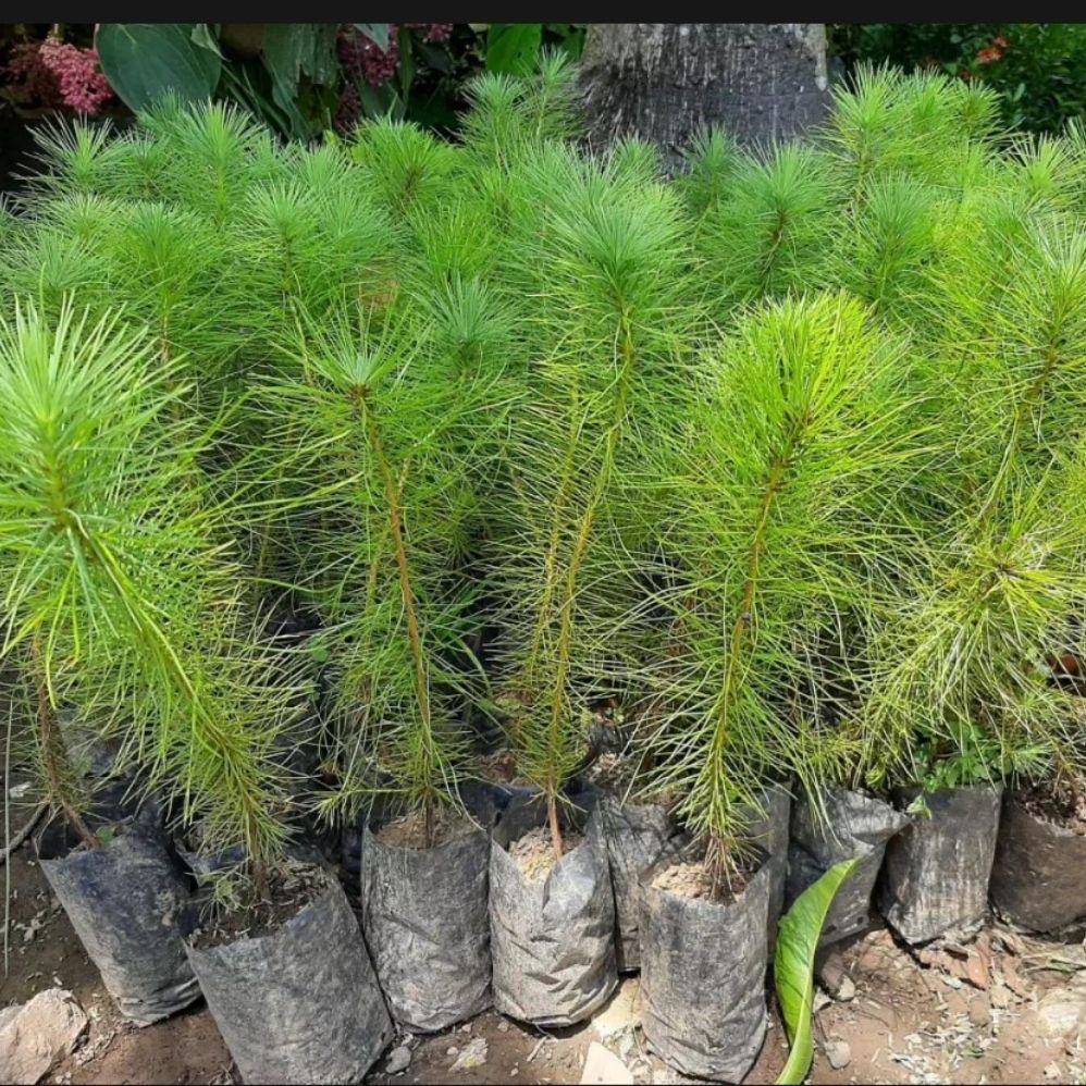 Pine tree small seedling | Lazada PH