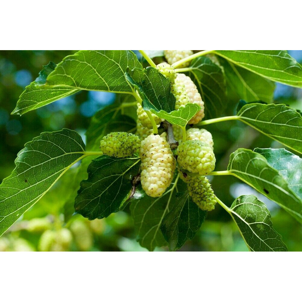 50 Seeds (buy 2 get 1 free) Morus Mulberry Tree Mixed Mori Aromatic ...