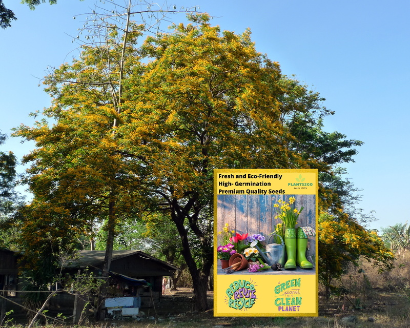 Premium-Quality " Narra Tree Seeds NRA1" 1 Gram Approximately Plant ...