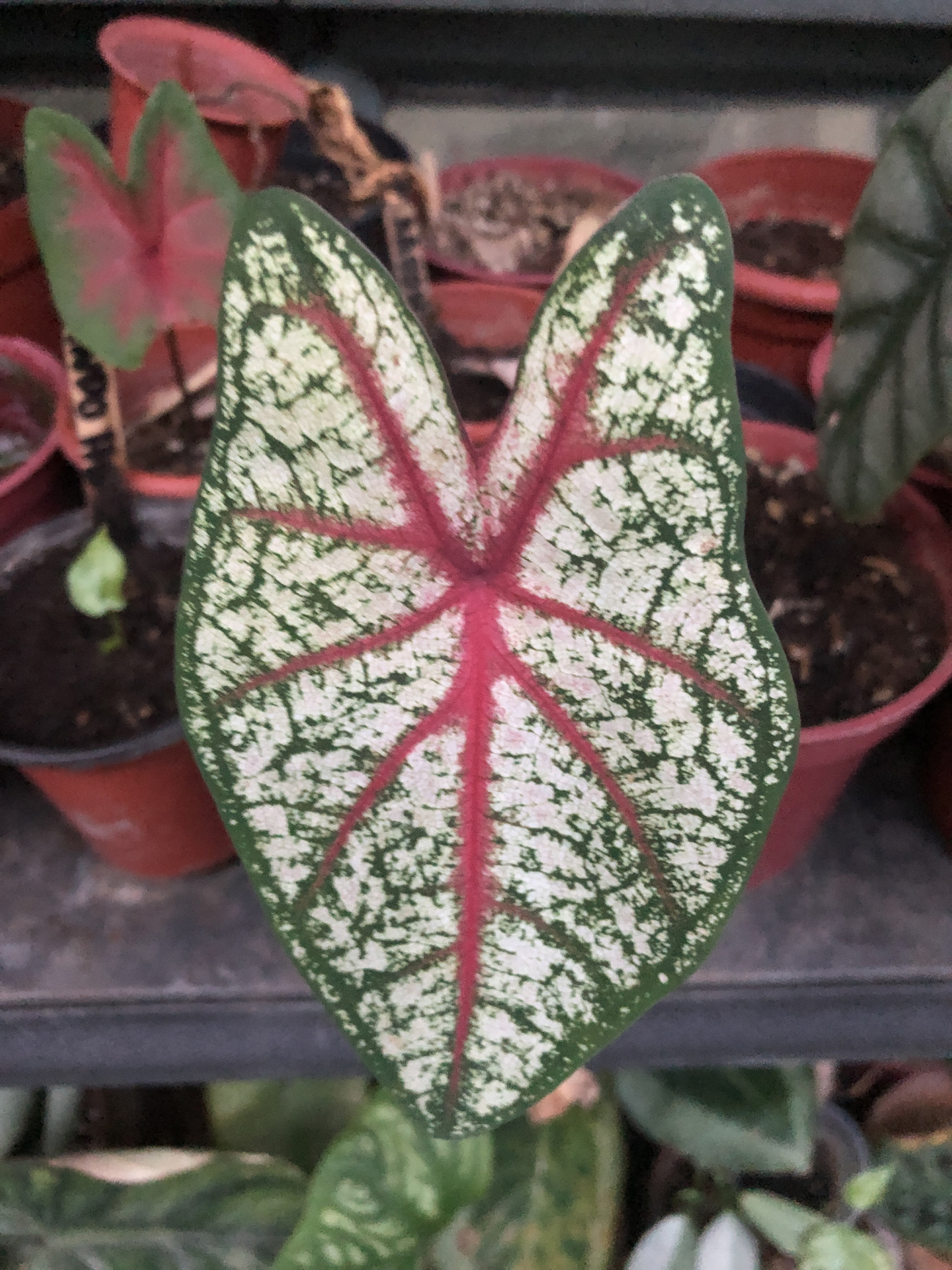 gypsy rose caladium live aroid plant | Lazada PH