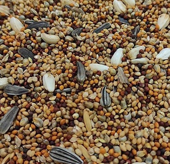 Premium Seeds for African Lovebirds and Cocktails / African Mix - 1 ...