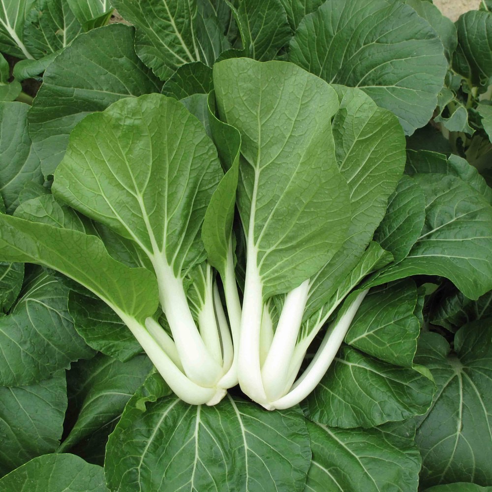 Petchay Vegetable Plant Seeds Single Variety Tropical Vegetables Seed ...
