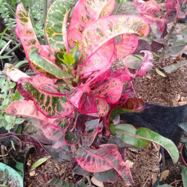 Red Croton | Lazada PH