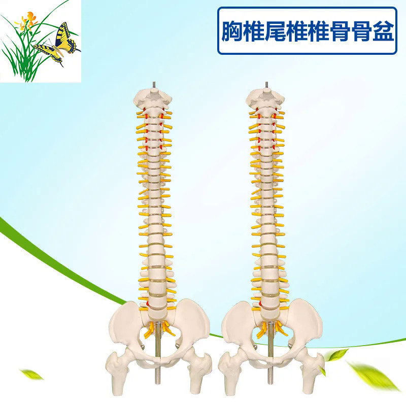 45cm Human Spine Bone Skeleton Model Sitting Posture Model Science ...