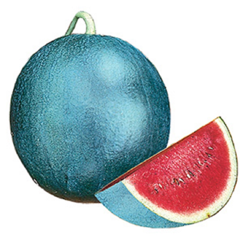 PAKWAN SEED`S "WATERMELON" 4 HYBRID VARIETIES SELECTION | Lazada PH