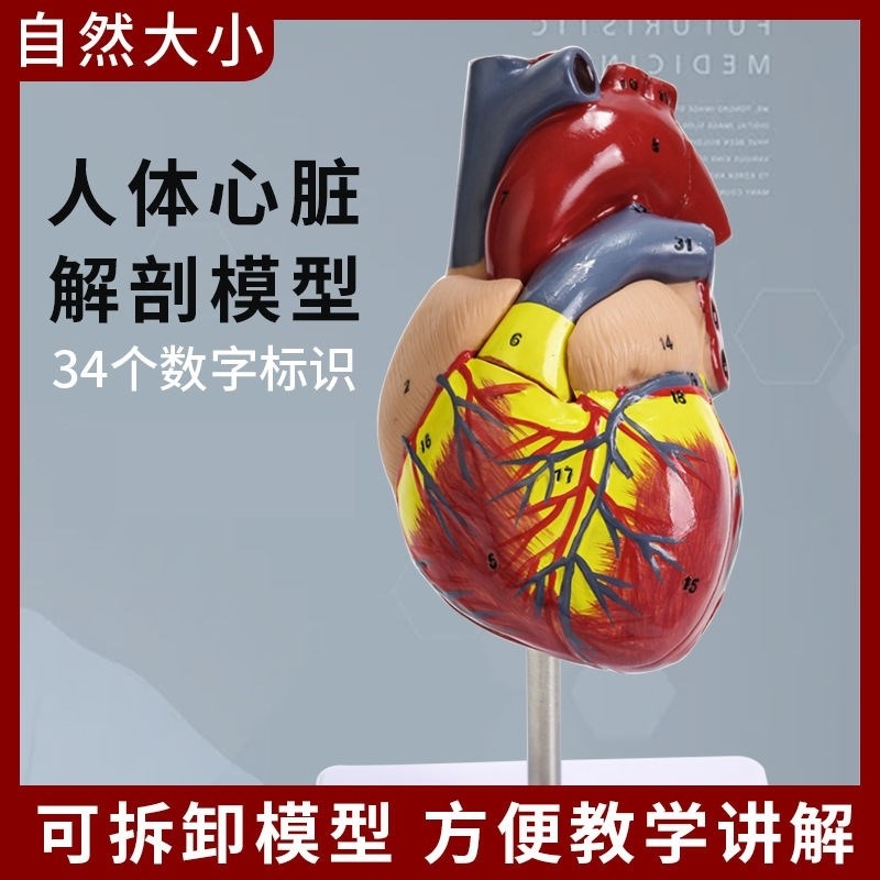 The heart model can remove the heart blood circulation model heart mold ...