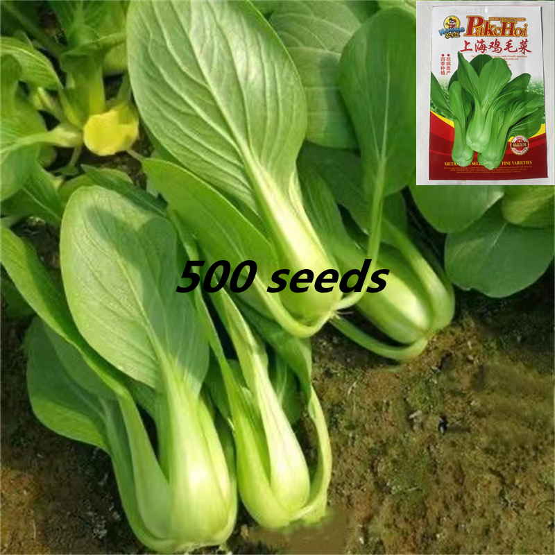 （Pak Choi Seed 500 Seeds） High Yield Green Pakchoi Seeds Real Organic ...