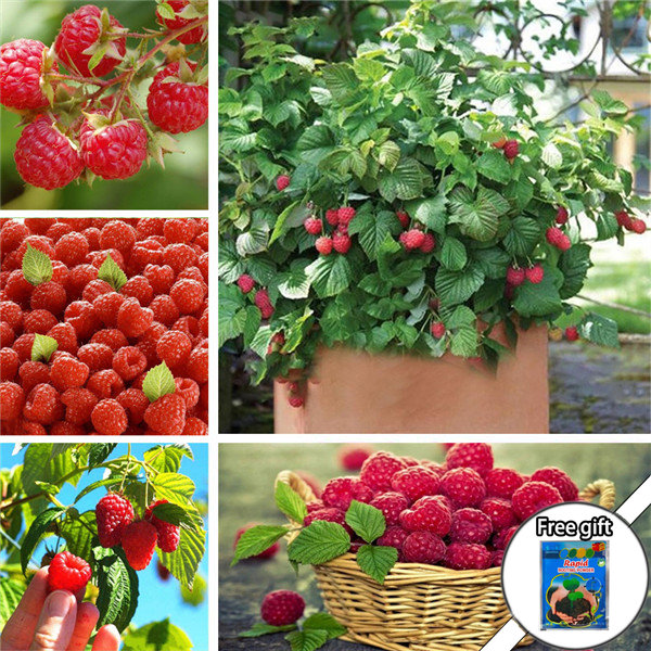 100pcs Rare Delicious Raspberry Fruit Seeds Sweet Juicy Raspberries ...
