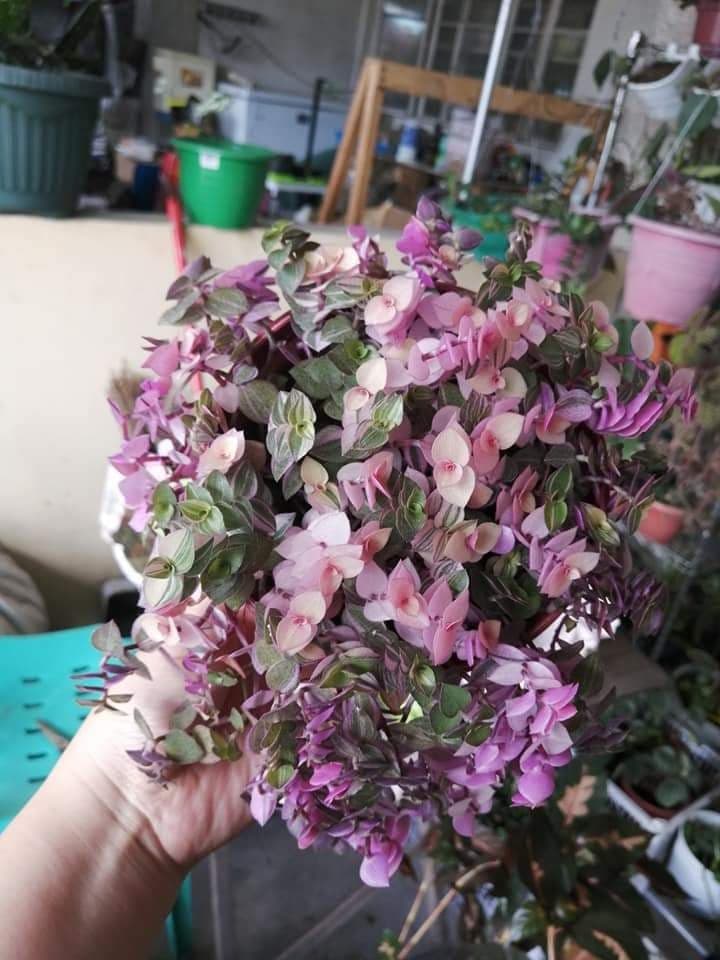 Variegated Turtle Vine with FREE white plastic pot, pebbles and garden soil (Live plant and ...