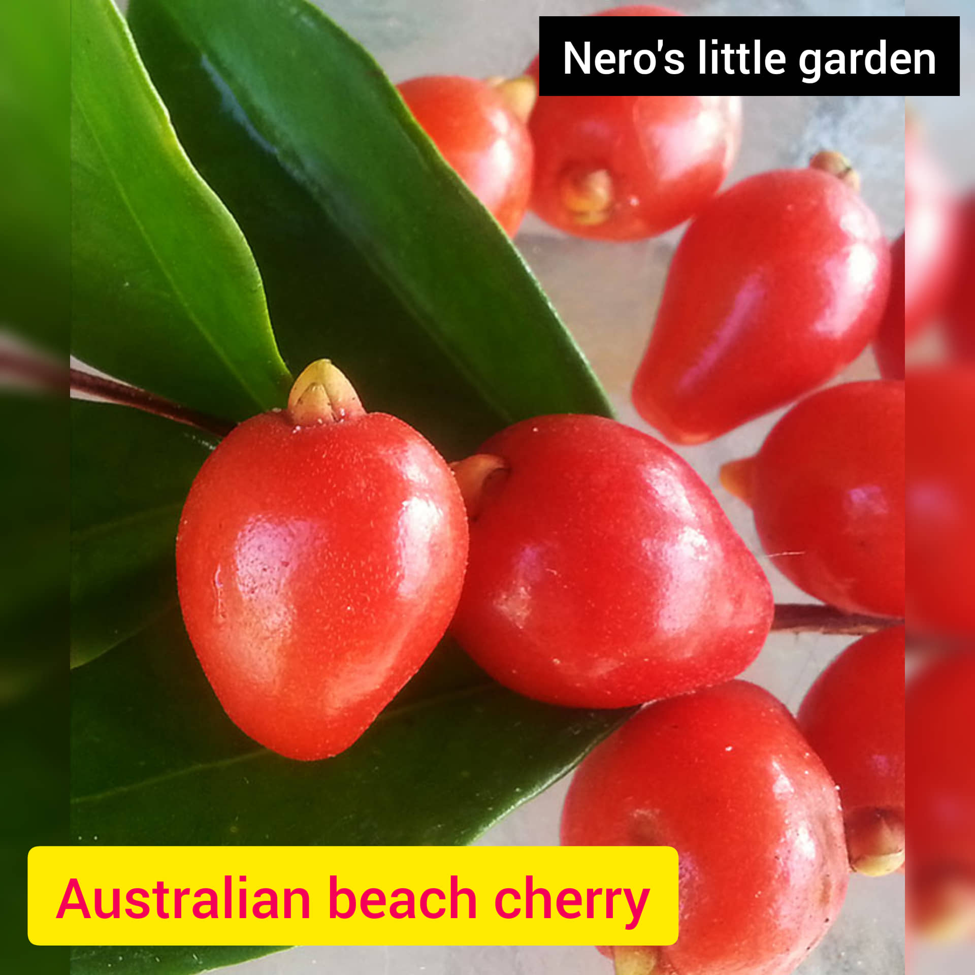 Nero's Australian Beach Cherry Seeds ( 10 seeds per pack) | Lazada PH