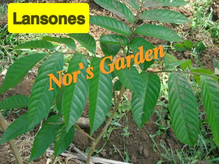 Lansones plant (2-3 FT.) | Lazada PH