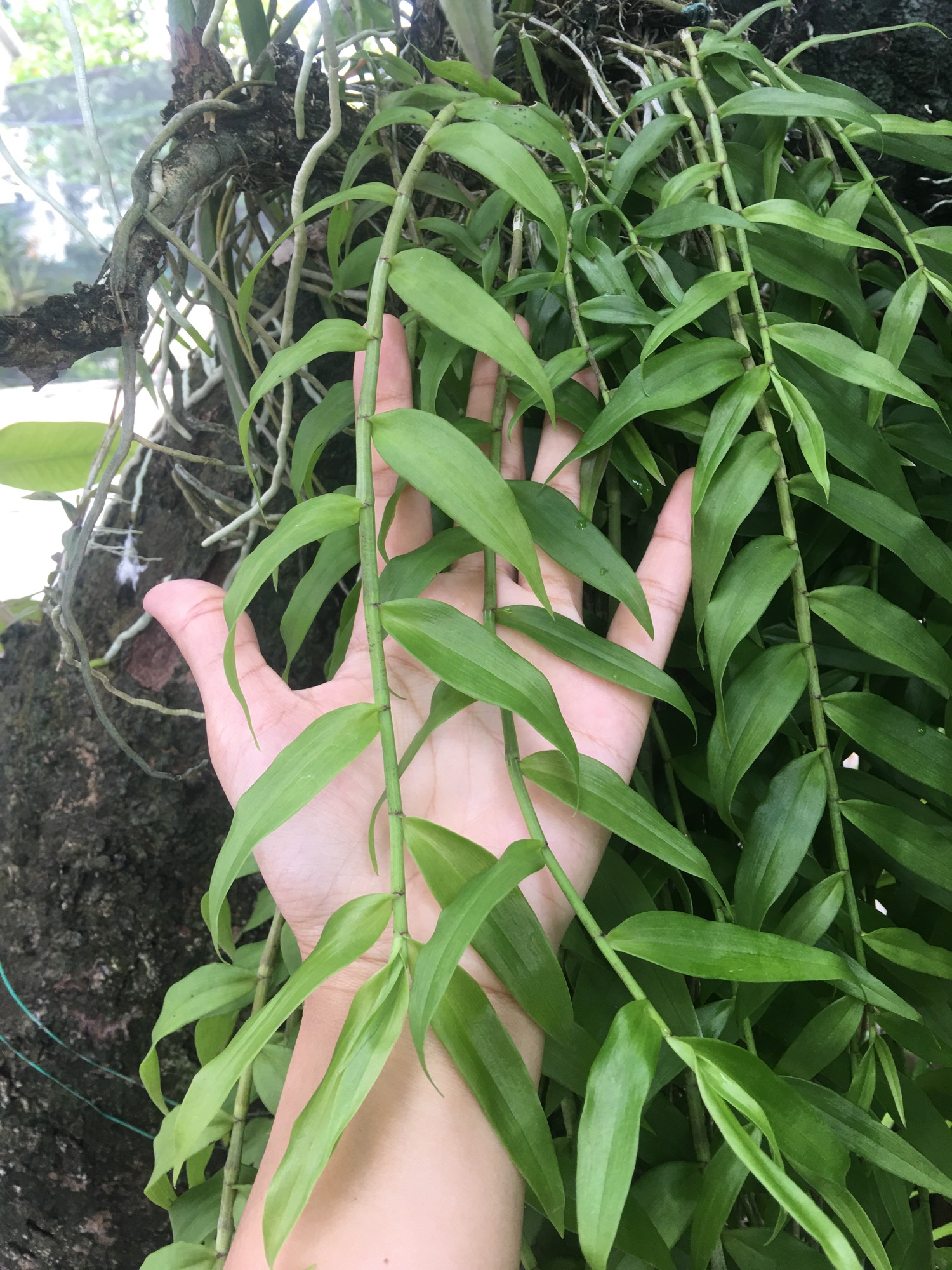 Fairy Sanggumay orchid 5 pieces medium (pagsasama samahin sa isang bao ...