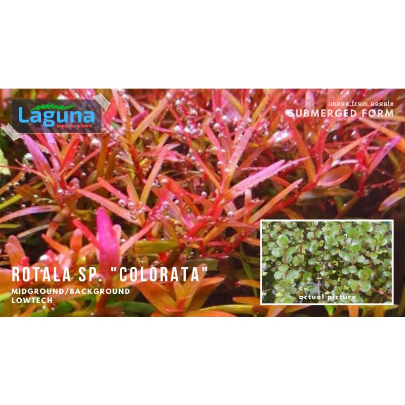 Rotala sp. Colorata lowtech aquatic plants (10pcs+) | Lazada PH