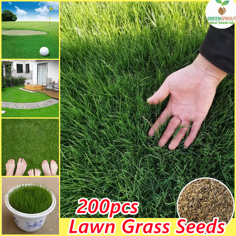 [Fast Germination] 200 Seeds/pack Lawn Grass Seed Bermuda Grass Seeds ...