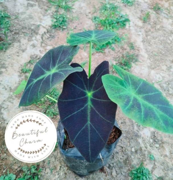 Caladium Black Beauty with FREE plastic pot, pebbles and garden soil ...