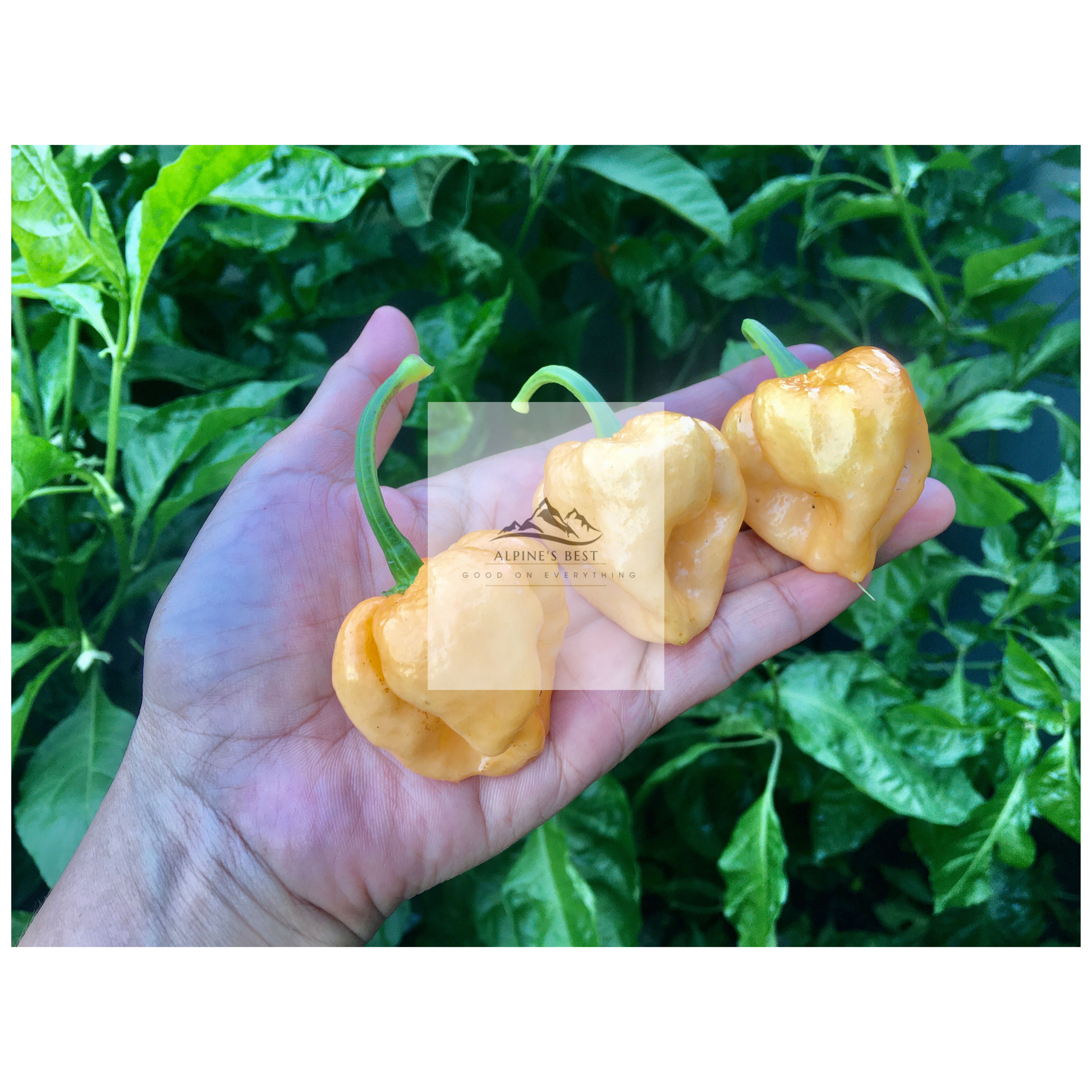 Trinidad Moruga Scorpion Peach Pepper Seeds -10 pcs (1.4 - 2 M SHU ...