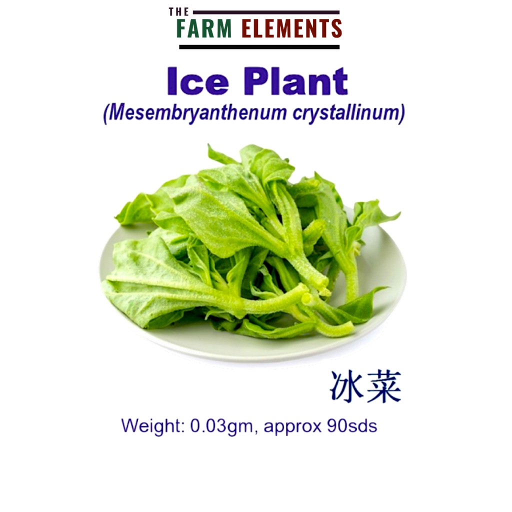 Wellgrow Ice plant Seeds (0.03gm, approx 90 sds) WHT- 冰叶日中花 冰菜种子 ...