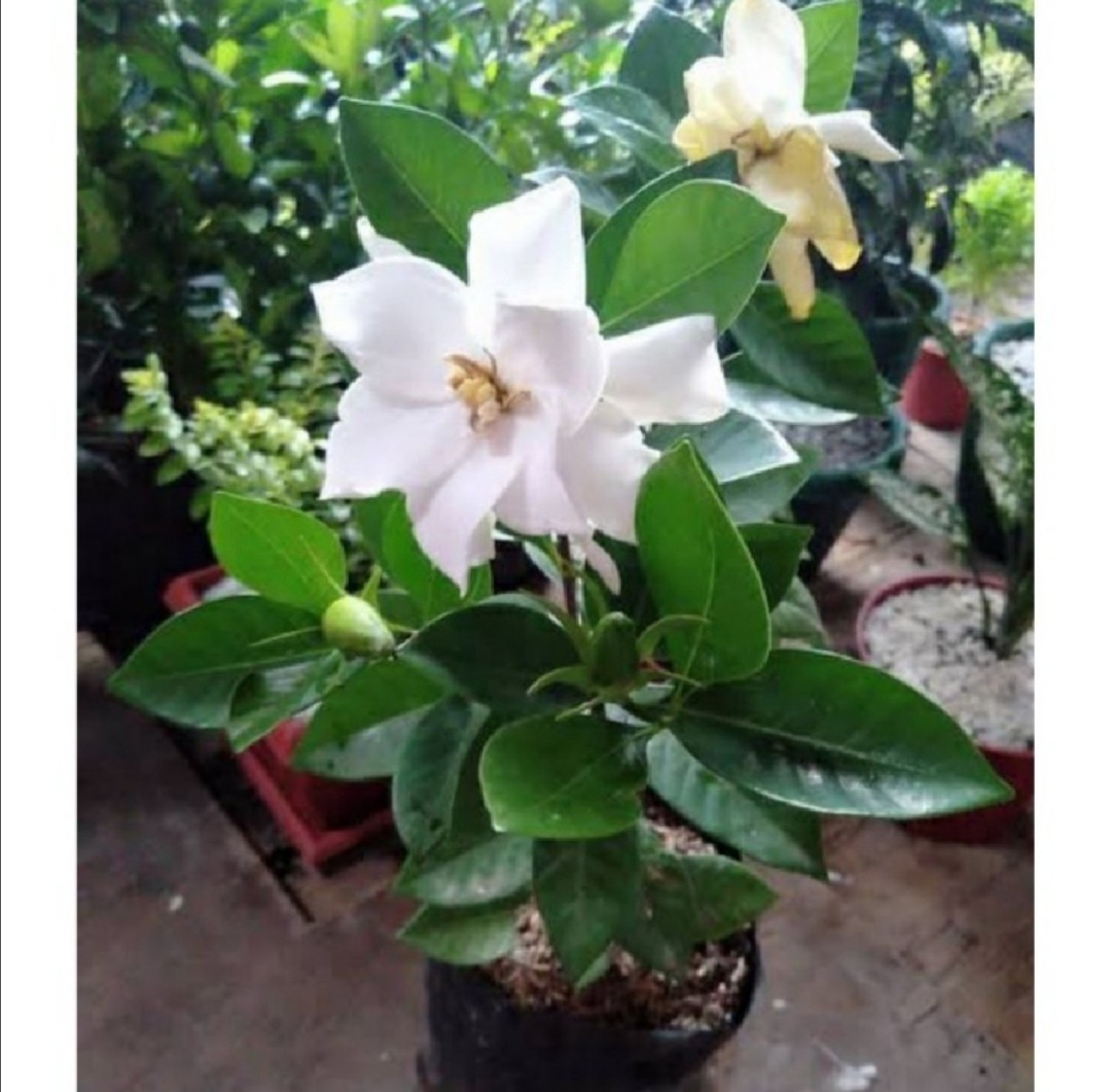 GARDENIA "ROSAL" live plant (Gardenia angustifolia) FLOWERING STAGES ...