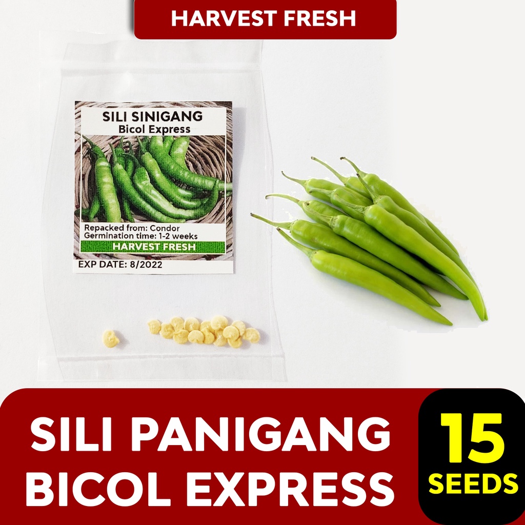 ♤Red Hot Chili Pepper Sili Panigang Jalapeno Vegetable Seeds Taiwan ...