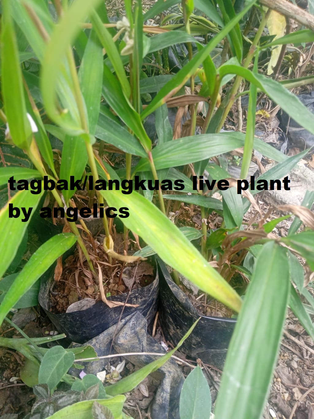 langkuas / tagbak | Lazada PH