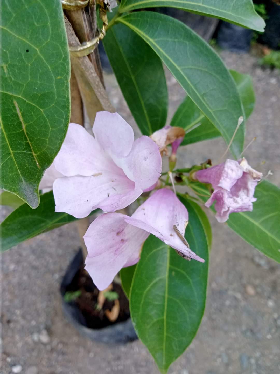 Garlic Vine Plants (AMETHYST VINE MANSOA ALLIACEA) Live or Real Plants ...