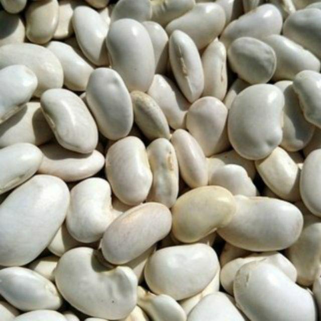 Sproutable Whole Dried White Beans / Cannellini Beans - Organic1kg ...