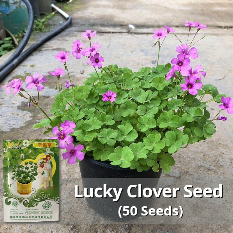 Rare Lucky Clover Seed (50 Seeds) Potted Four Leaf Clover Live Plants ...