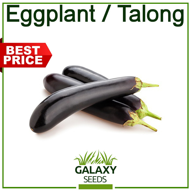 [Galaxy Seeds] Value Pack - Eggplant Talong Seeds for Planting ...