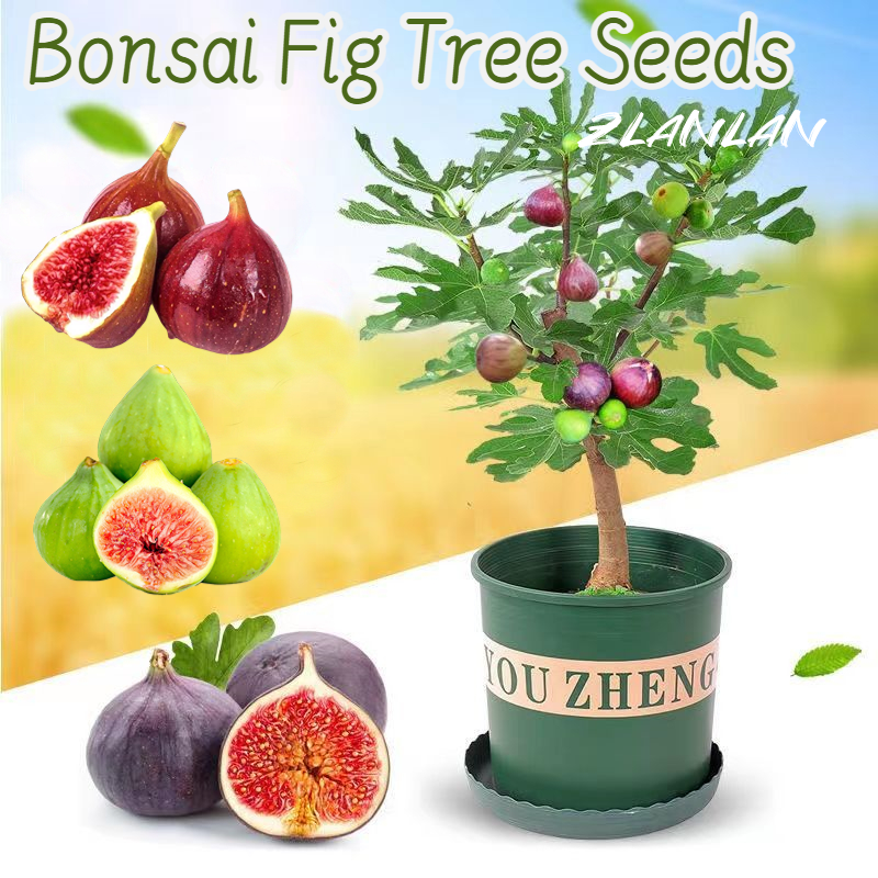 [Easy to grow in the Philippines] Bonsai Fig Tree Seeds for Planting ...
