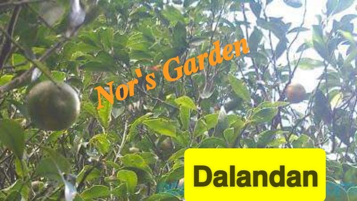 Dalandan Plant (2-3 FT.) | Lazada PH
