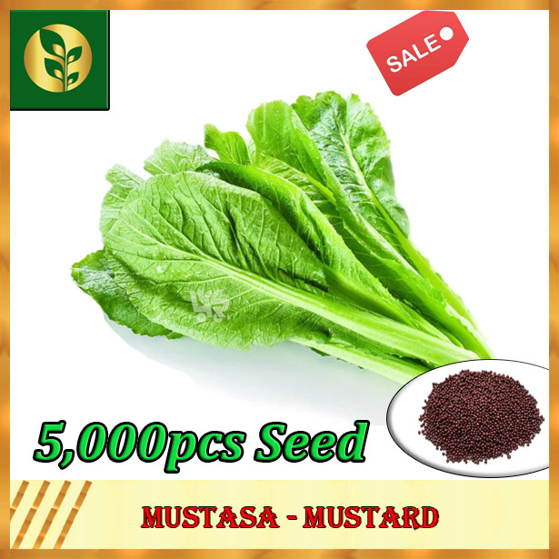 Mustasa Seeds | Mustard Seeds | Vegetables seeds | Golden Plant and ...