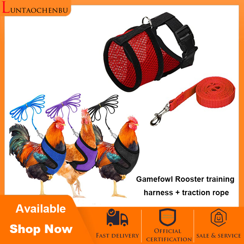 Gamefowl Rooster Chick Cockfighting training harness Comfortable ...