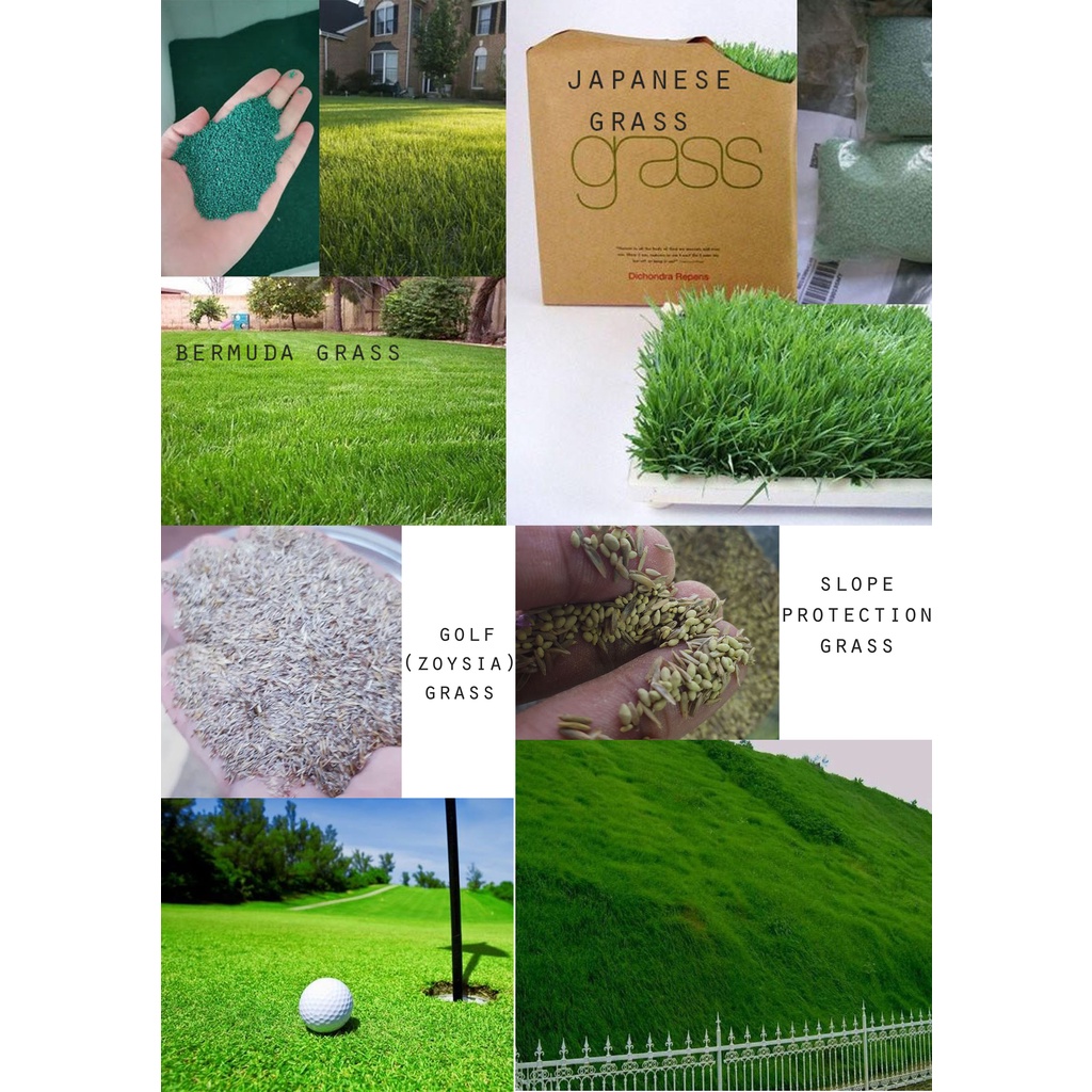 ️Ready Stock FREE SHIPPING Benih Rumput / Grass Seed *Bermuda Grass ...