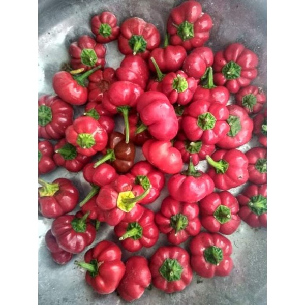 Thai Pumpkin Pepper Seeds (Capsicum Annuum) buy 1 take 1， 50 seeds (not ...